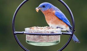 Easy Peanut Butter Suet Recipe To Attract Wild Birds - Mosaic Birds Blog